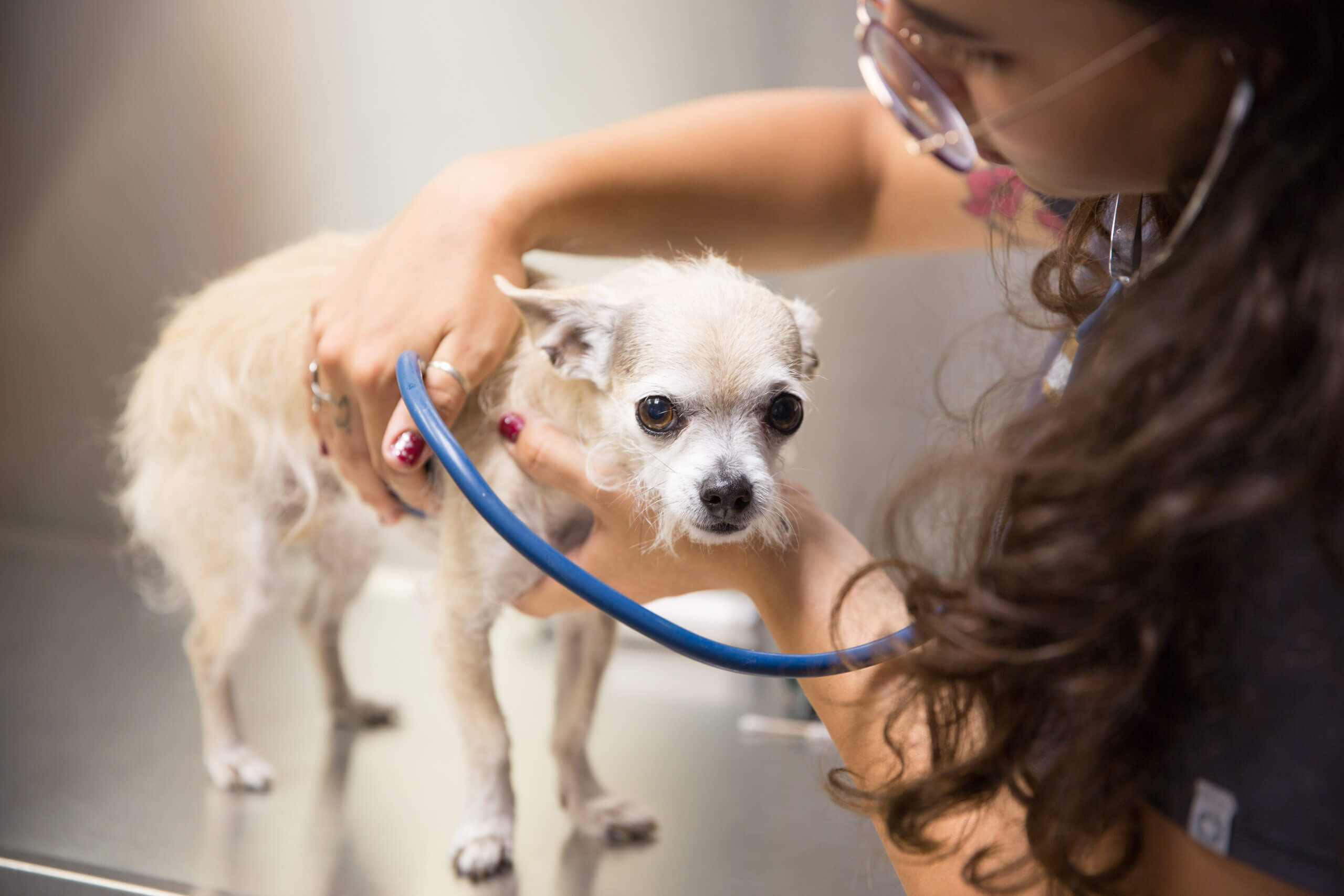 Veterinary Technicians - South Metro Animal Emergency Care